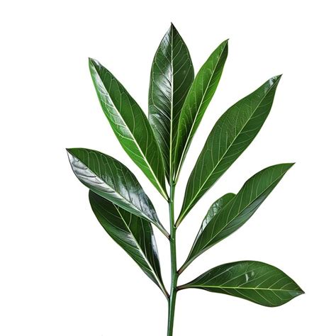 Premium Photo Isolated Oleander Leaf With Narrow Lance Shaped Leaf Shape And Dark G On Clean