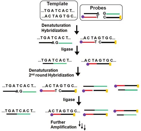 Schematic Principle Of The Ligase Chain Reaction Lcr Based Dna