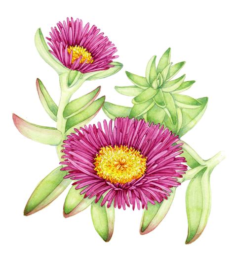 Halophytes Salt Tolerant Plants Lizzie Harper