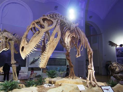 Файл Helsinki Luonnontieteellinen Museo Музей естествознания скелет