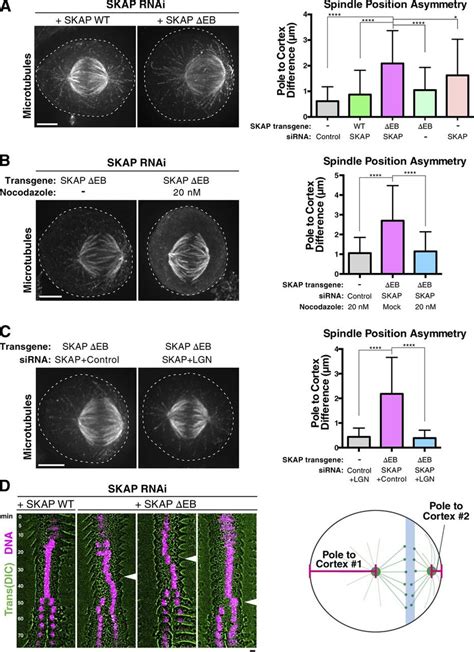 Skap Δeb Mutant Cells Display A Spindle Mispositioning Defect A Download Scientific Diagram