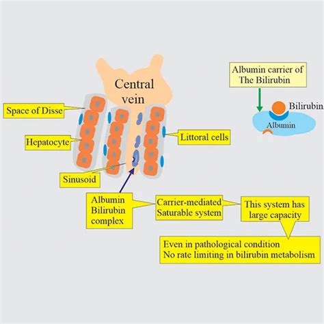 Book Bilirubin Total Direct And Indirect Test Price In Delhi