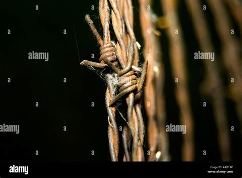 Rusty Barbed Wire Stock Photo Alamy