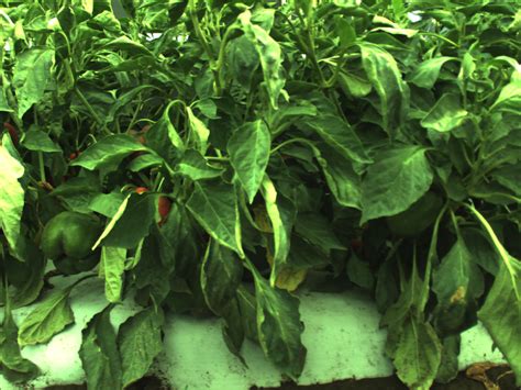 Capsicum Detection Object Detection Dataset And Pre Trained Model By