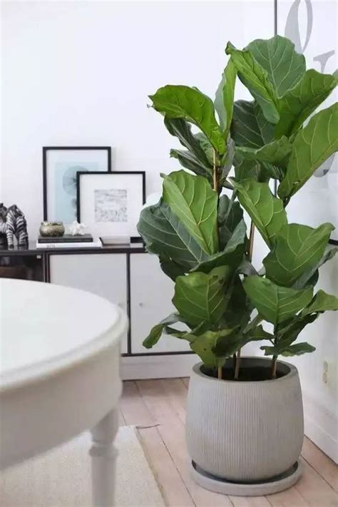 Estas Son 3 Plantas Que Puedes Tener En Tu Casa ¡son Bellísimas En