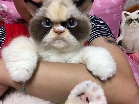 Grumpy Kittens