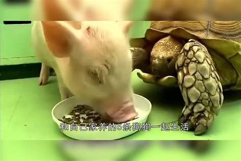 一头猪与5只狗一起生活，被成功带跑偏，现在行为举止都很像狗！成功举止生活