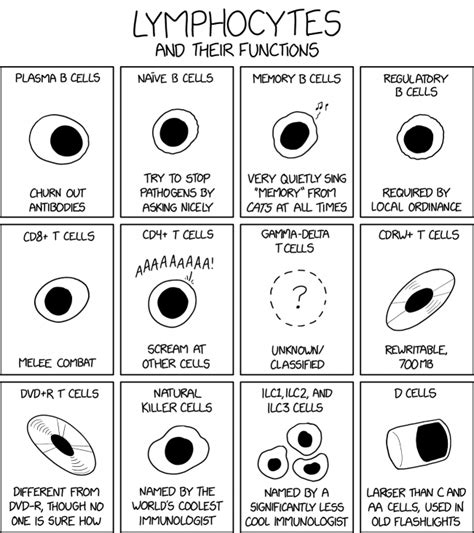 Lymphocytes