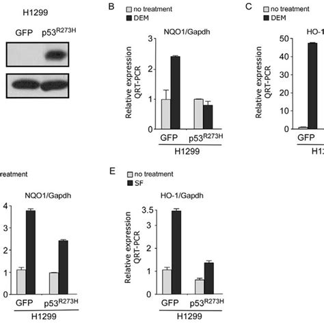 Knockdown Of Nrf2 By Sirna Attenuates The Induction Of Nqo1 And Ho 1 In