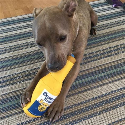 Nextjs From Npm Init To Production By Steven Scaffidi Medium