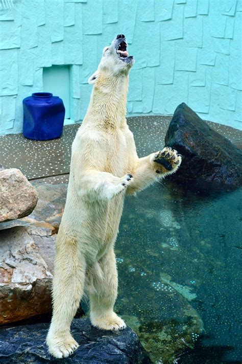한국 떠나는 북극곰 통키가 보내는 편지