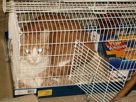 Кошки, выбирающие самые неподходящие места, чтобы прилечь