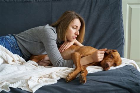Mascotas estas son las enfermedades más comunes en los perros MDZ Online
