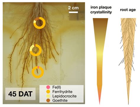 Iron Plaque Collected From Different Root Sections Young Root Tip