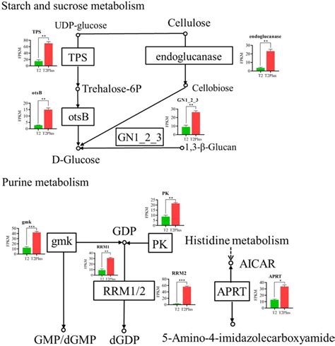 Expression Profiles Of Degs Related To Starch And Sucrose Metabolism