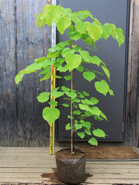 アメリカハナズオウ ハートオブゴールド 販売 価格 値段 画像 写真 庭木 安行 植木 お問い合わせ商品 田中園 SHOP