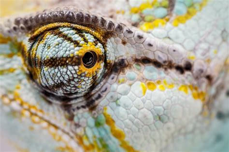 Premium Photo Veiled Chameleon Is Staring At The Camera Chamaeleo