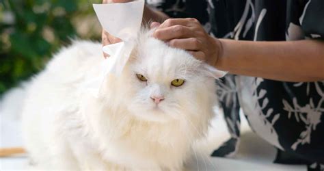 How To Clean Cat Ears Everything You Need To Know We Love Cats And