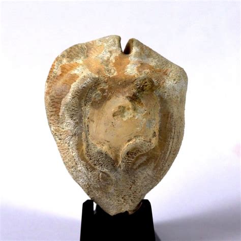 A Big Colorful Fossil Cowrie Outstanding Preservation Fossilised