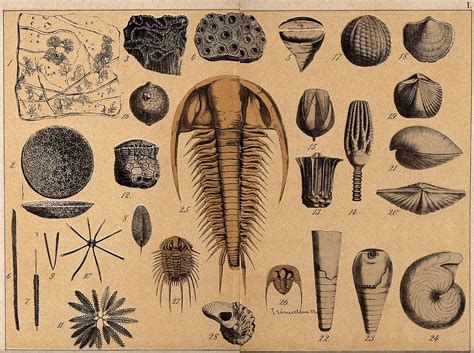 Variety Shells Cone Shells Fossils Corals Free Photo Illustration