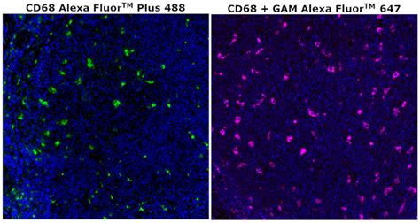 Cd68 Monoclonal Antibody Kp1 Alexa Fluor™ Plus 488 Invitrogen 752