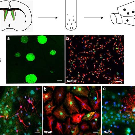 Culture And Characterization Of Adult Neural Precursor Cells A