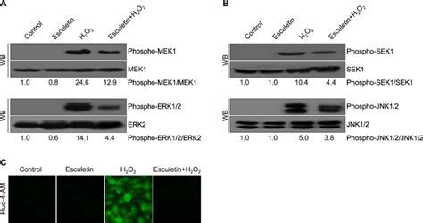 Effect Of Esculetin On H2o2 Induced Mitogen Activated Protein Kinases