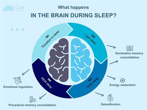 What Is Deep Sleep Benefits Sleep Stages CLM Sleep