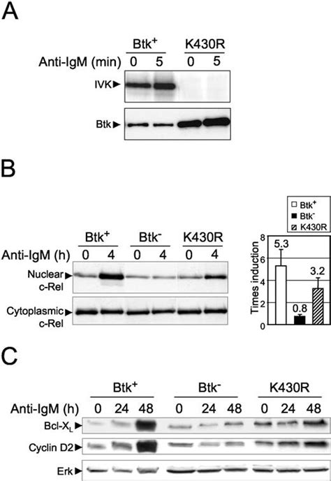 Function Of Brutons Tyrosine Kinase During B Cell Development Is