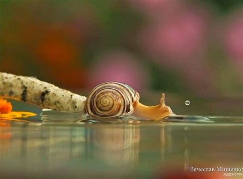 The Amazing Miniature World Of Snails Captured By Vyacheslav Mishchenko