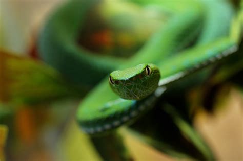 Trimeresurus Albolabris 녹색 뱀 클로즈업 매크로 사진 유독 한 뱀 수컷 뱀 트리메레수루스 흰 입술 구덩이
