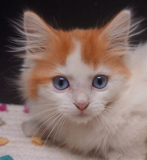 Available Kittens