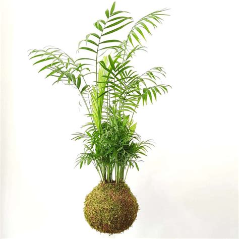 Chamaedorea Elegans - Nature Nursery - Central India's Biggest Nursery ...