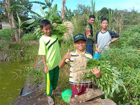 Sayur Kangkung Hasil Kebun Santri Yayasan Ponpes Assalam