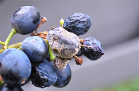 Bentonite And Laccase A Doomed Attraction Removing Laccase