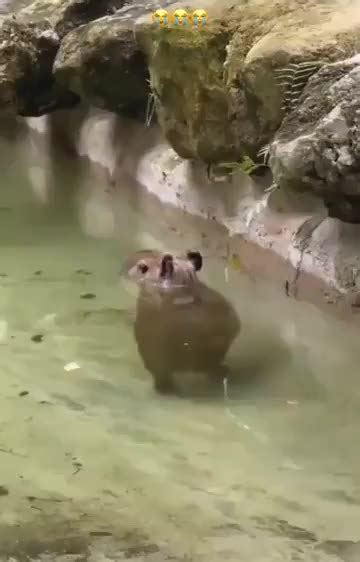 Capybara Core Album On Imgur