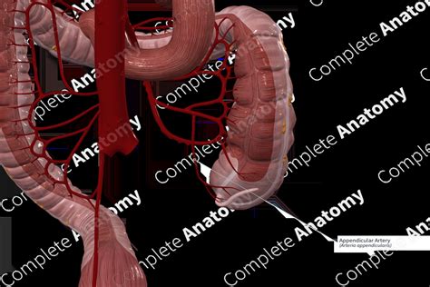 Appendicular Artery Complete Anatomy