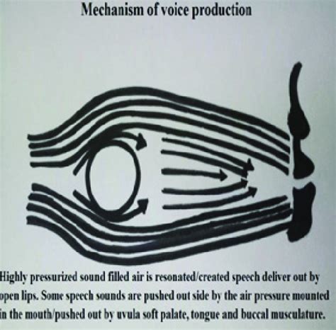 Mechanism Of Voice Production Download Scientific Diagram