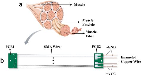 Figure 1 From Design And Control Of Bio Inspired Joints For Legged
