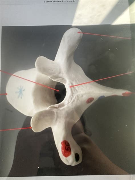 Bone Diagram Quizlet