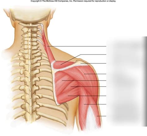 Posterior Shoulder And Arm Diagram Quizlet
