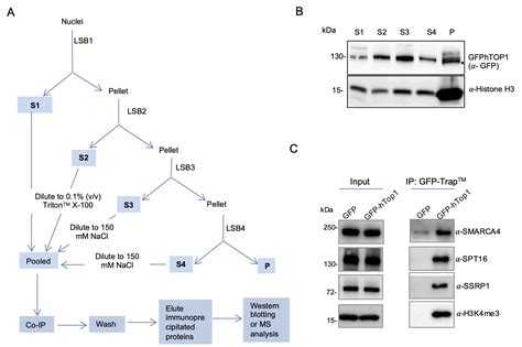 Immunoprecipitation Diagram