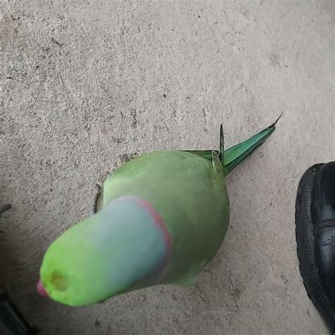 හුරතල් පෙත්තා Youtube