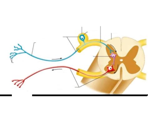Neuron Classified By Function Quiz