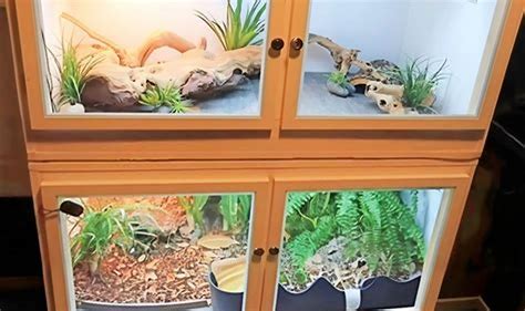 Ultimate Reptile Terrarium Enclosures Setups And Care