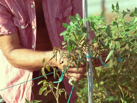 Adult Farmer Model Using Thread For Binding Organic Tomato Plant In The