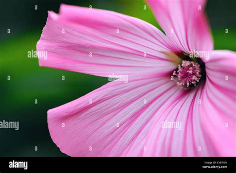 Beautiful Close Up Flowers Stock Photo Alamy