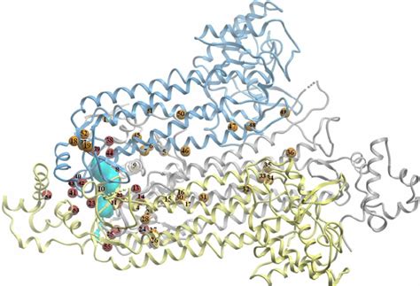 Clustering Of Human Fumarase Missense Mutations Observed In Fhd Mcul1