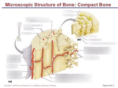 Anatomy Microscopic Bone Structure Diagram Quizlet