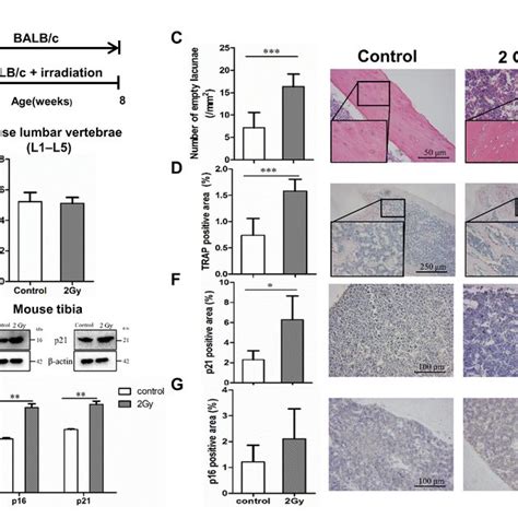 Radiation Induced Bone Tissue Damage And Aging A Experimental Design